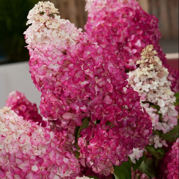 Hydrangea paniculata Fraise Melba® - Hortensia paniculé pas cher ...
