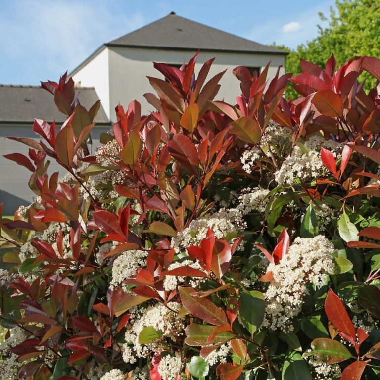 Kit de haie Photinia Red Robin pour 10 mètres pas cher | Achat/vente en ...