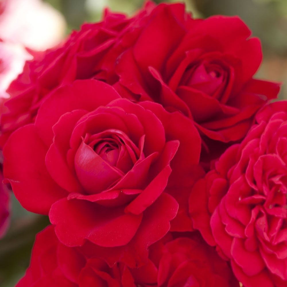Rosier 'Mona Lisa®' Meilyxir - Rosier Meilland pas cher | Achat/vente ...