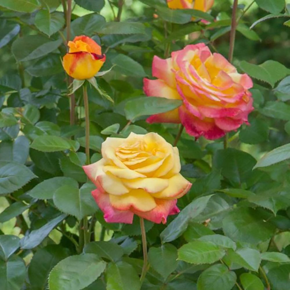 Rosier Oriental Peace