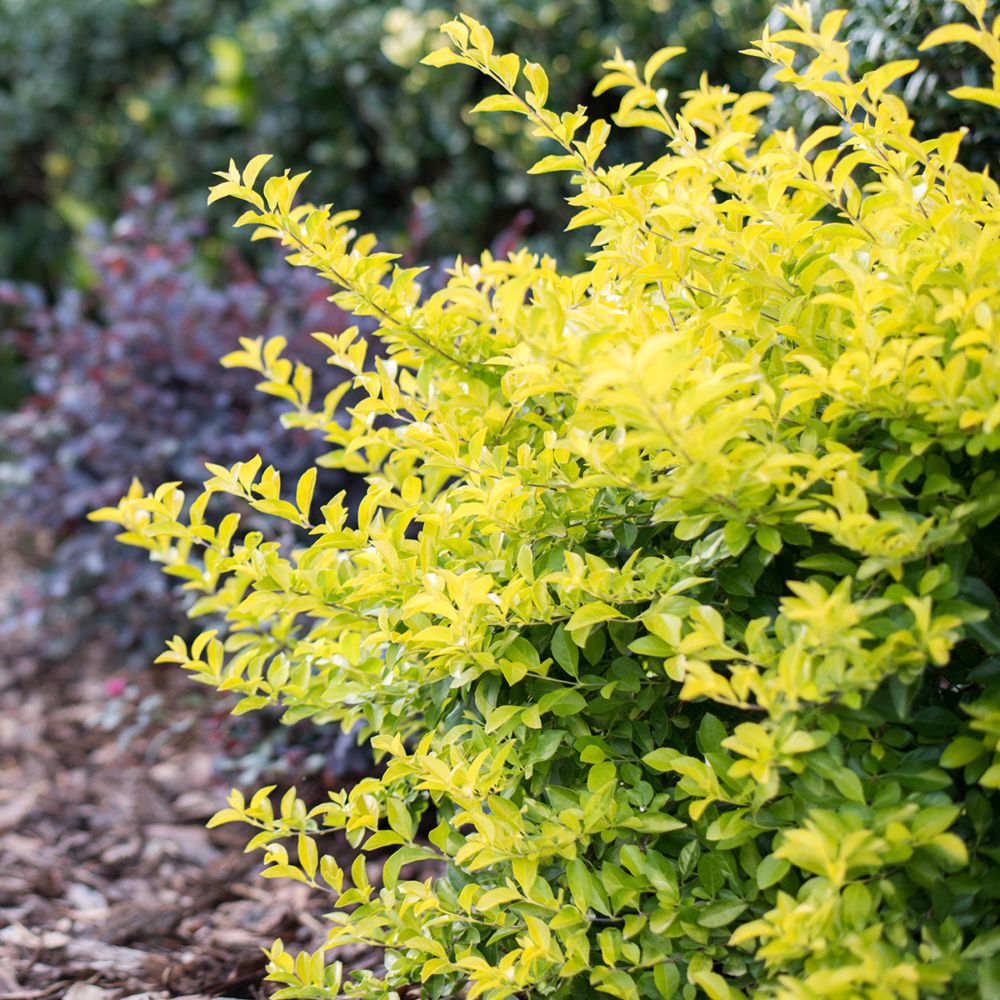 Troène 'Lemon &Lime'® pas cher | Achat/vente en ligne