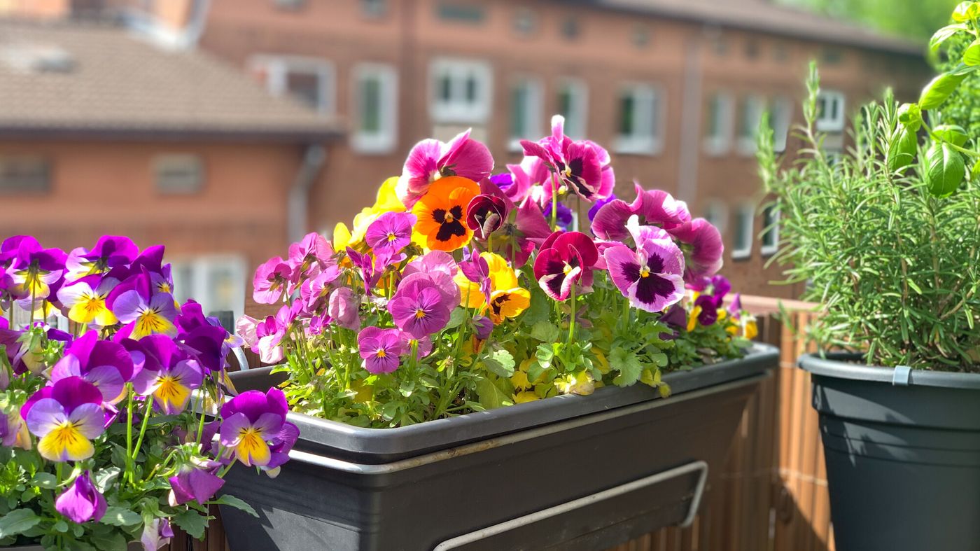 Fleurs pour un balcon fleuri : Conseils et idées - Ma Petite Jardinerie