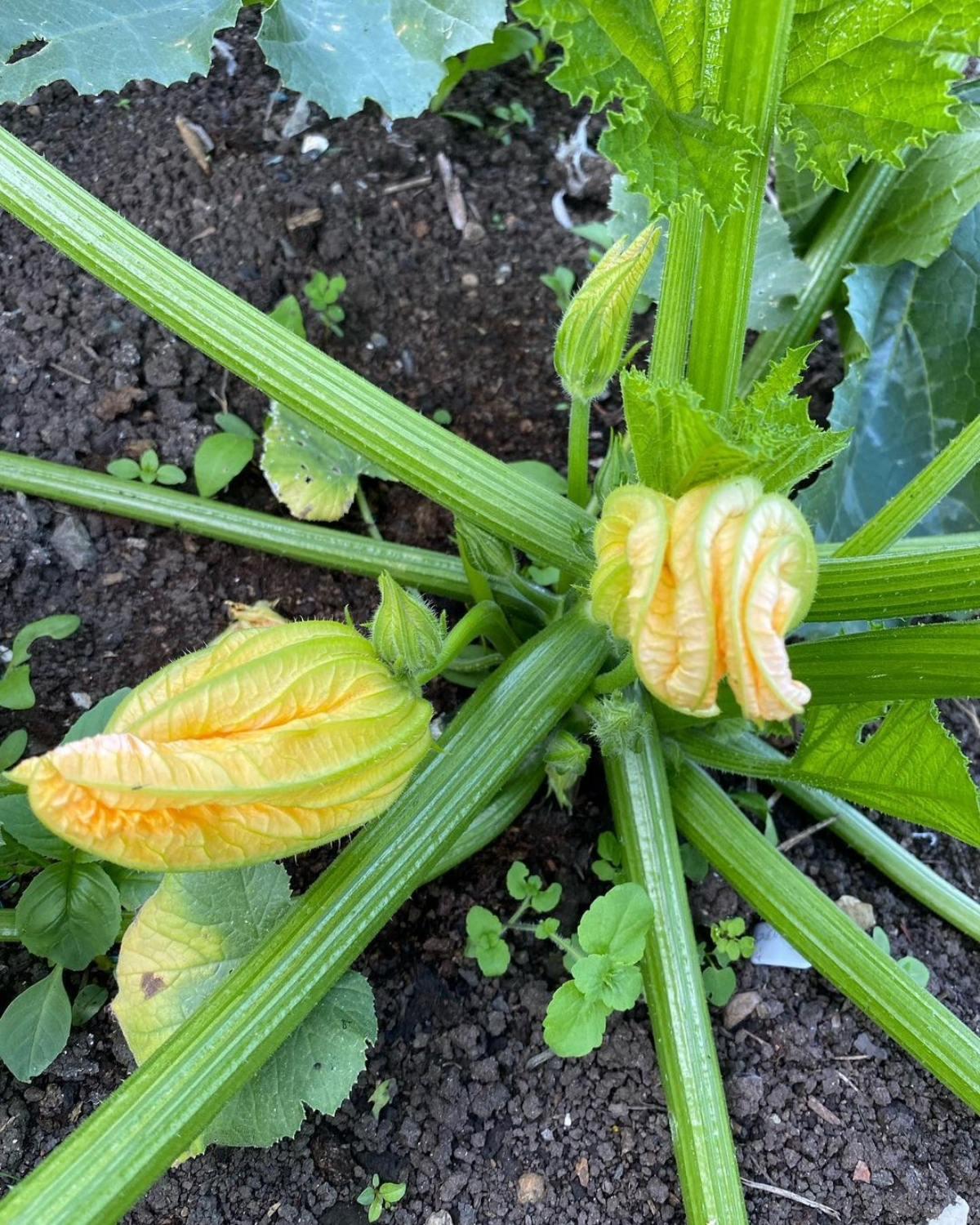 Maladies courantes des courgettes : Identification, prévention et ...